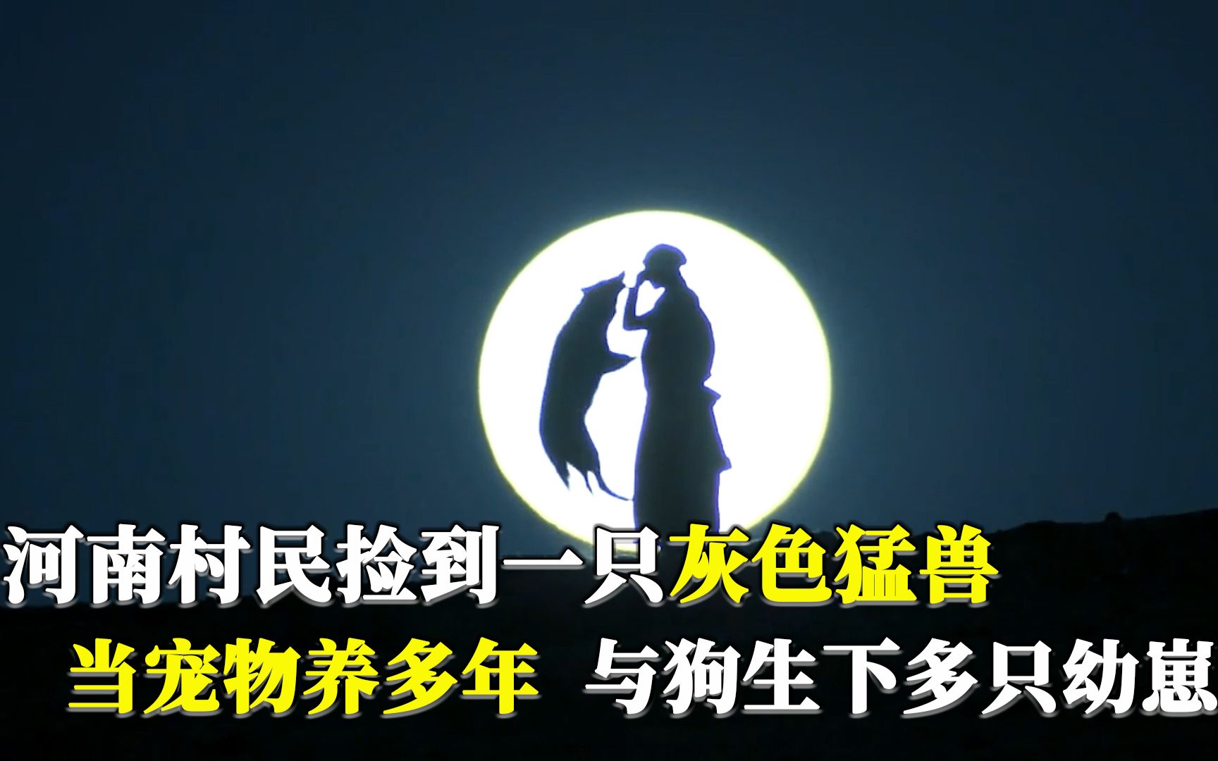 河南村民捡到一只灰色猛兽,当宠物养多年,与狗杂交生下多只幼崽