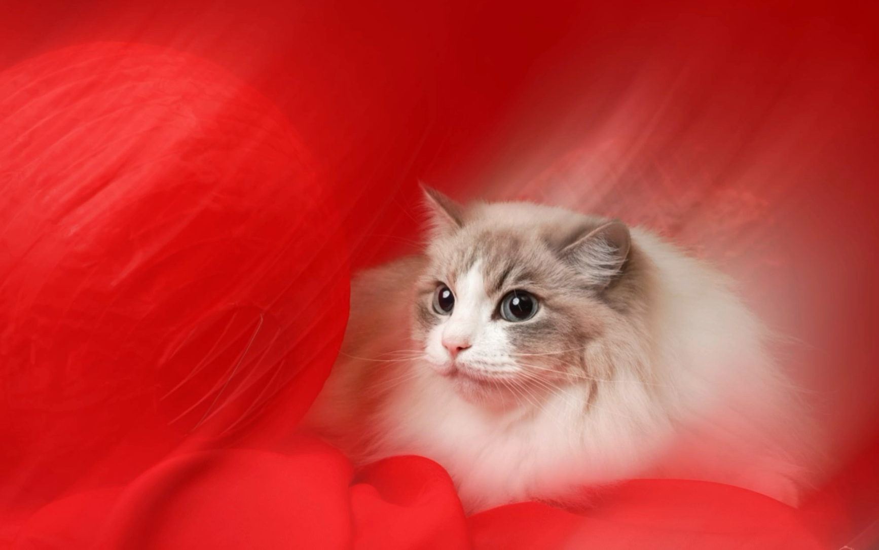 猫咪写真PS～路径模糊