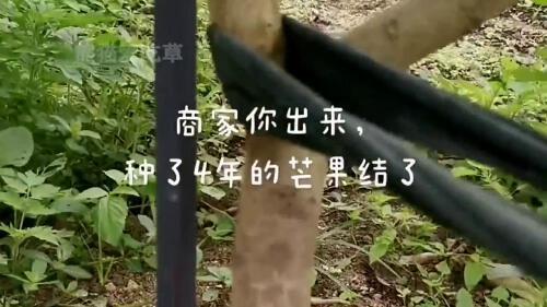 网上斥巨资买的芒果树,精心照顾了四年,不料果子却长成了这样