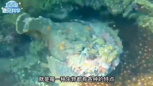 秒懂科学,海洋里五种奇异生物,每一种都震惊到你!后面一种你可