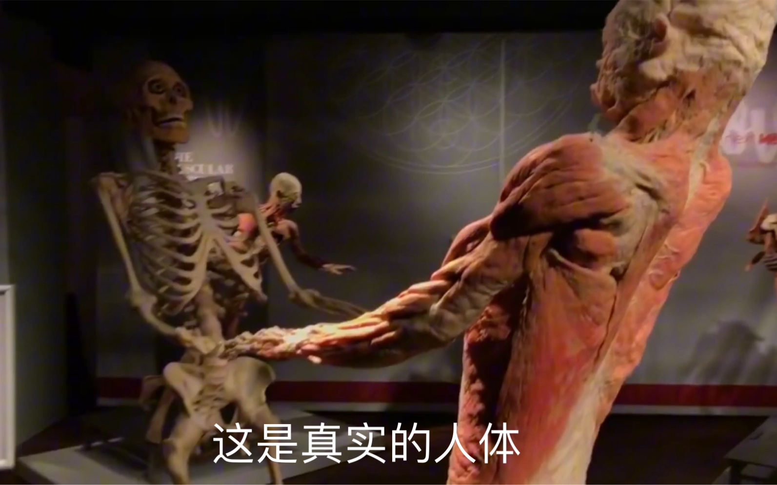 这是真实的人体。人体奥秘结构,大体老师,人体标本,生命博物馆5