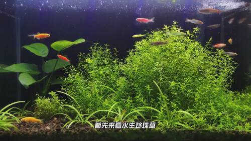 珍珠草真面目曝光!这种神奇小草竟藏着惊人功效