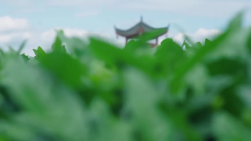 高清素材分享 4k实拍茶园茶叶微风高山森林风光