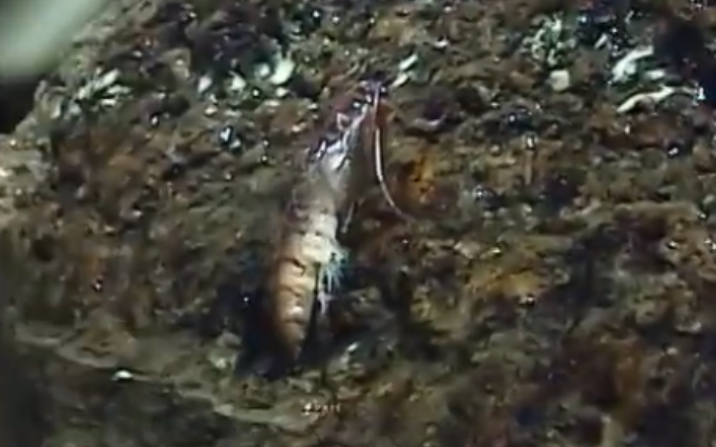 【生肉】石蛾的一生 从幼虫到蛹到成虫的生长发育全过程