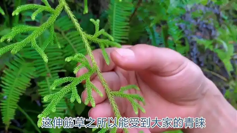 伸筋草,效如其名,可用于关节屈伸不利,民间煮汤治腰痛