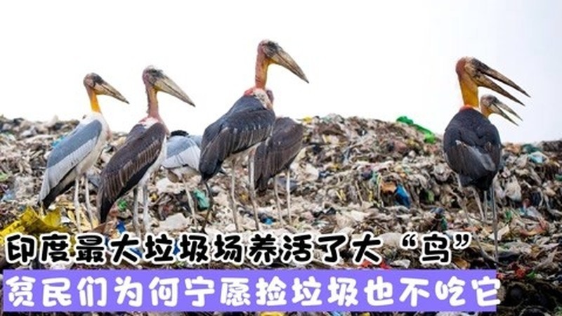 印度最大垃圾场,养活了大贫民鸟,贫民为何宁愿捡垃圾也不吃它