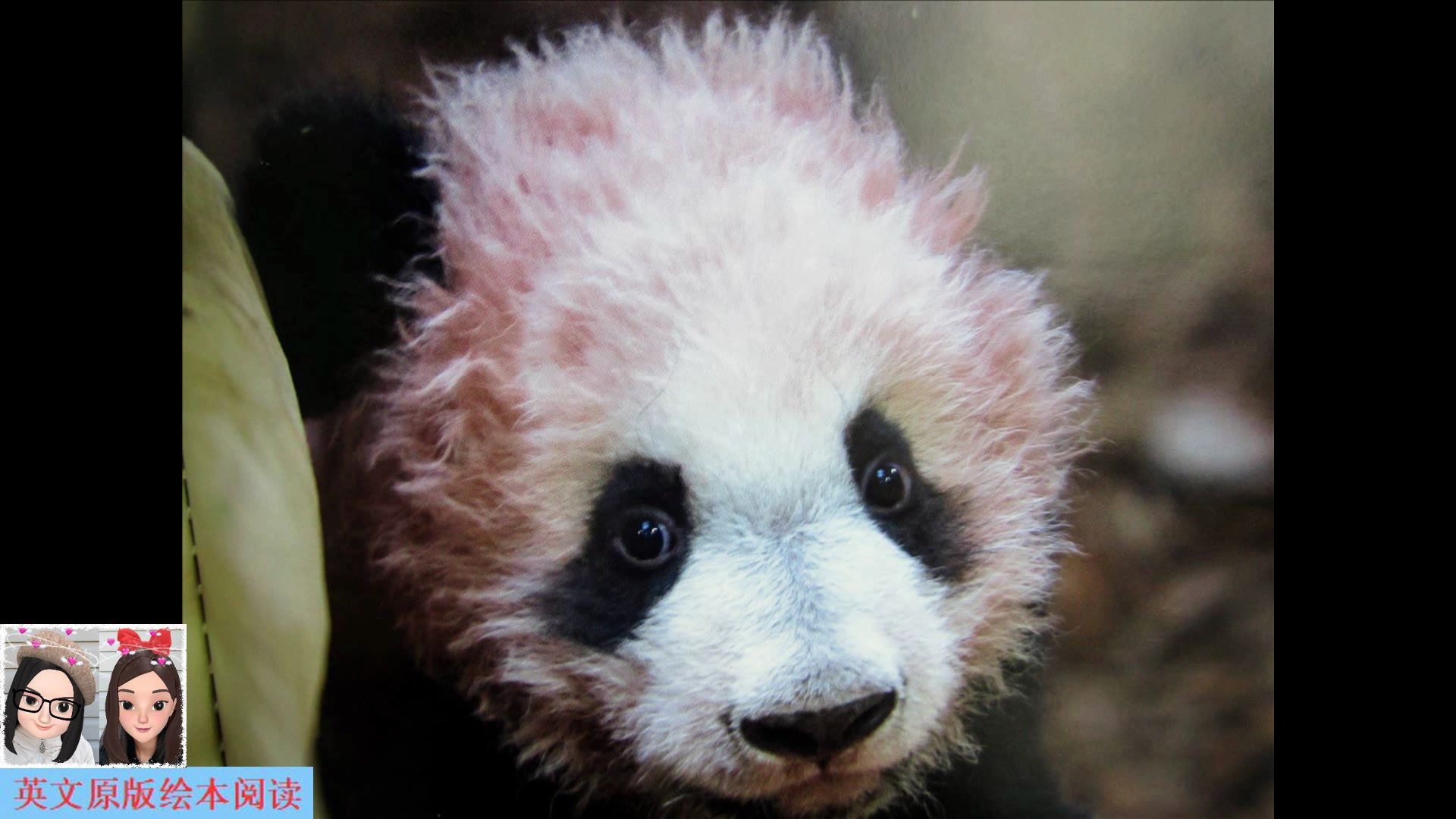 【英文绘本阅读】Panda Cubs 熊猫宝宝