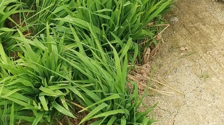 @温铁军,温老为什么推崇稻蟹稻鱼等综合养殖,他和粮食安全的意义是...