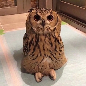 夏亚人事部 
