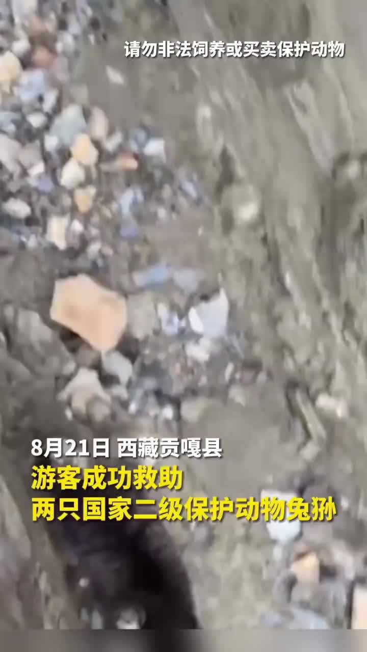 8月21日西藏,游客成功救助两只国家二级保护动物兔狲保护野生