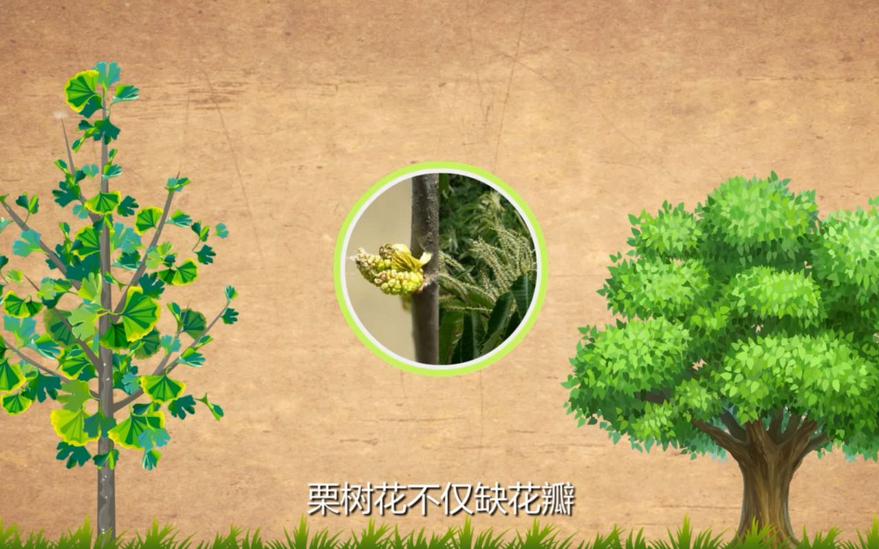 (二维动画FLASH 科学一点通)黄瓜的花和果实