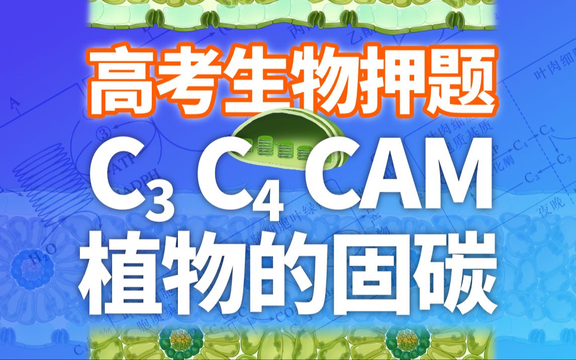 【高考生物押题】C3C4CAM植物固碳对比-光合作用拓展