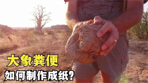 令人惊叹的象粪纸,竟是用大象粪便制作成的,原理是什么?