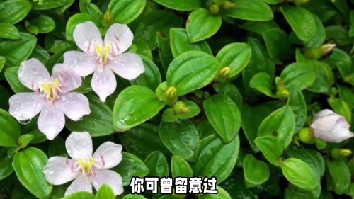 路边发现这种小"植物",带回家种在花盆里,开花结果后美翻了