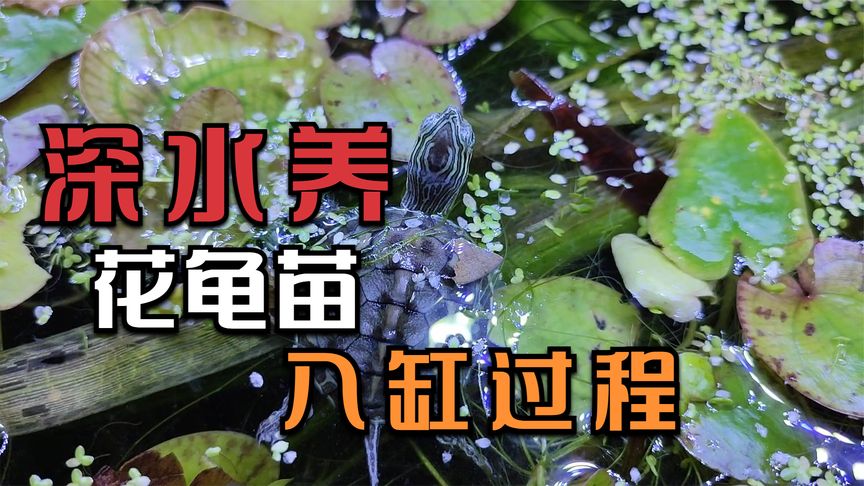 花龟深水还是过背水养？珍珠龟小苗深水养，新龟入缸过程注意事项