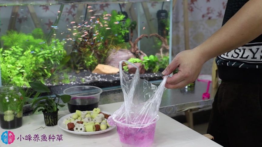 新鱼放进鱼缸,做好“过水”工作,鱼才健壮有活力