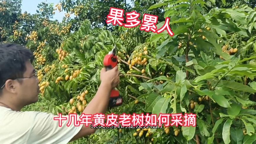 黄皮种植丰产累人,不挂果更伤人,这样管理轻松过百斤一棵