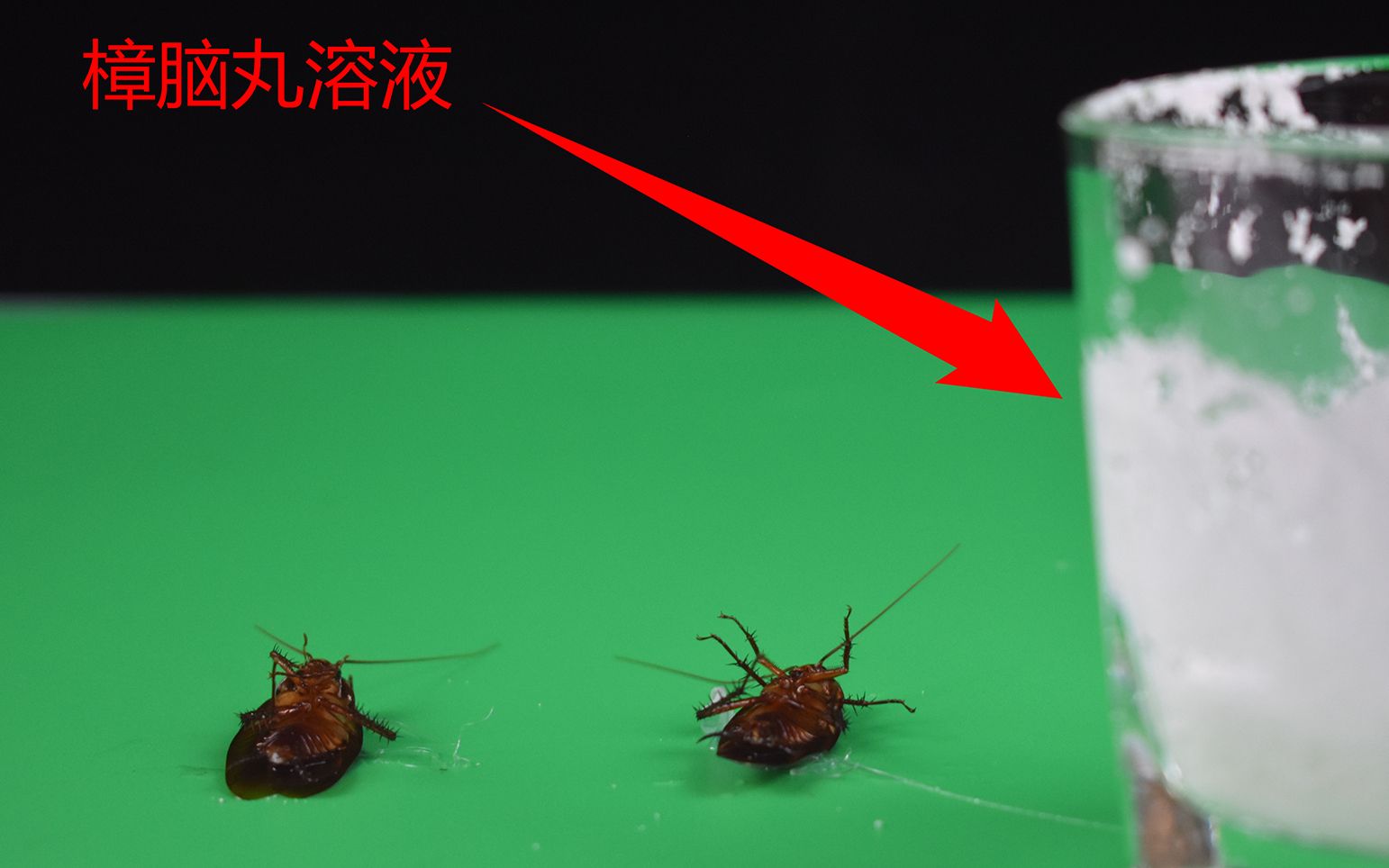 将樟脑丸磨成粉,加入水后,注射给蟑螂会有什么样的反应呢?