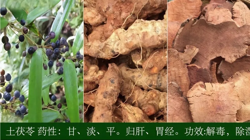 单味中药助记小视频之五十八·土茯苓