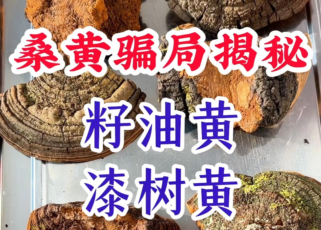 桑黄骗局大揭秘,漆树黄有毒,缅甸桑黄效果未知,切莫贪便宜买假货。...