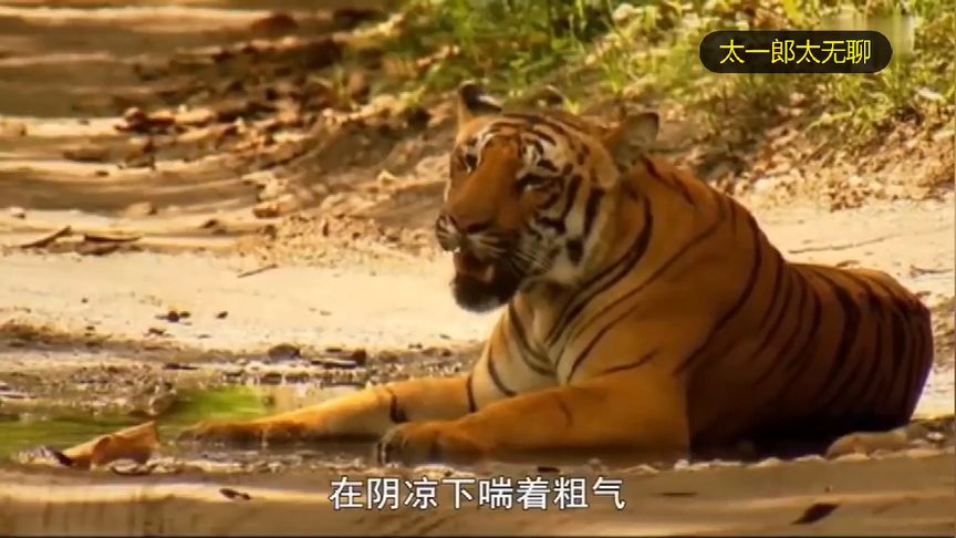 地球十大凶猛动物排行榜——01
