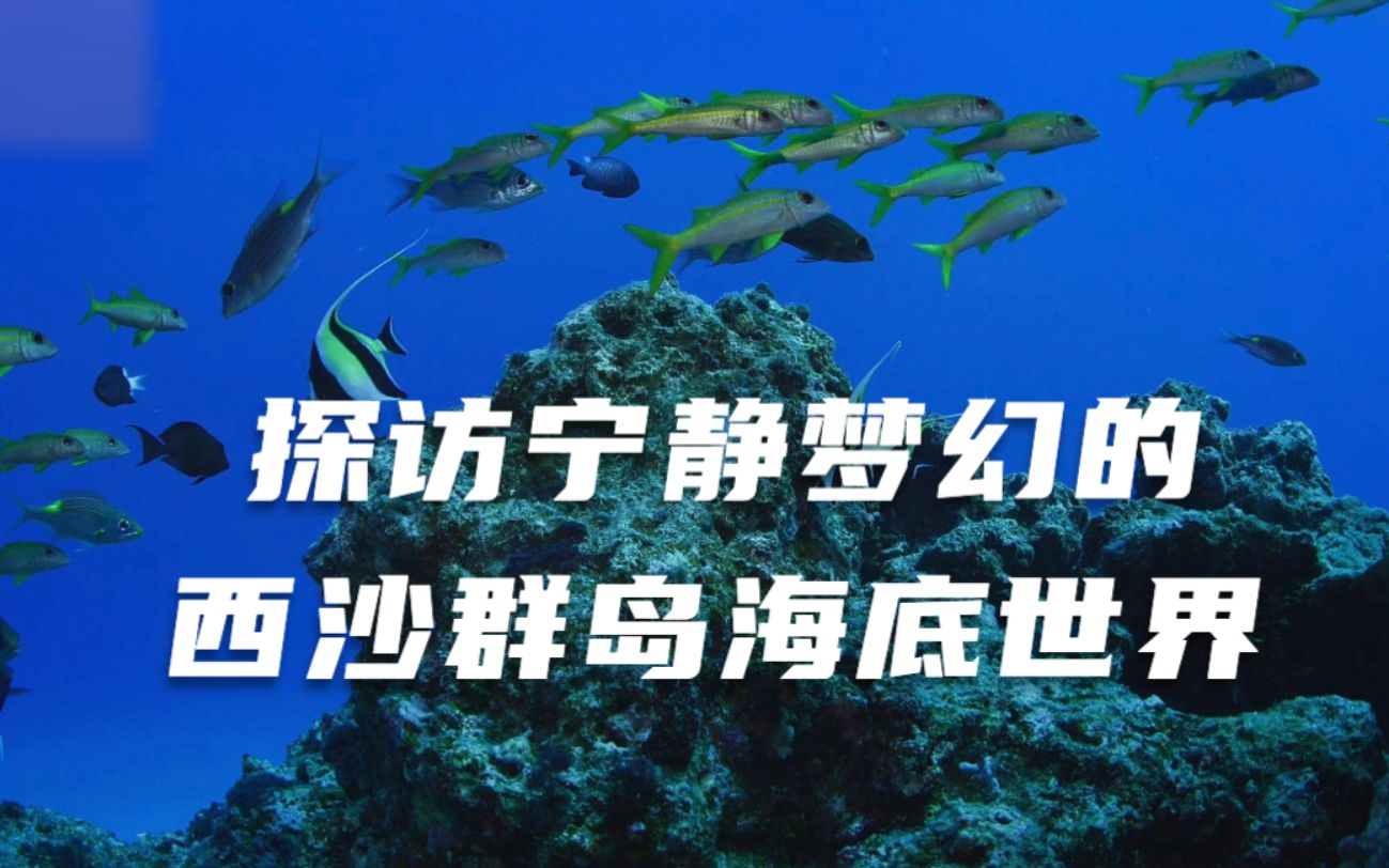 带你在海南三沙潜入西沙群岛的海底,探访宁静梦幻的海底世界