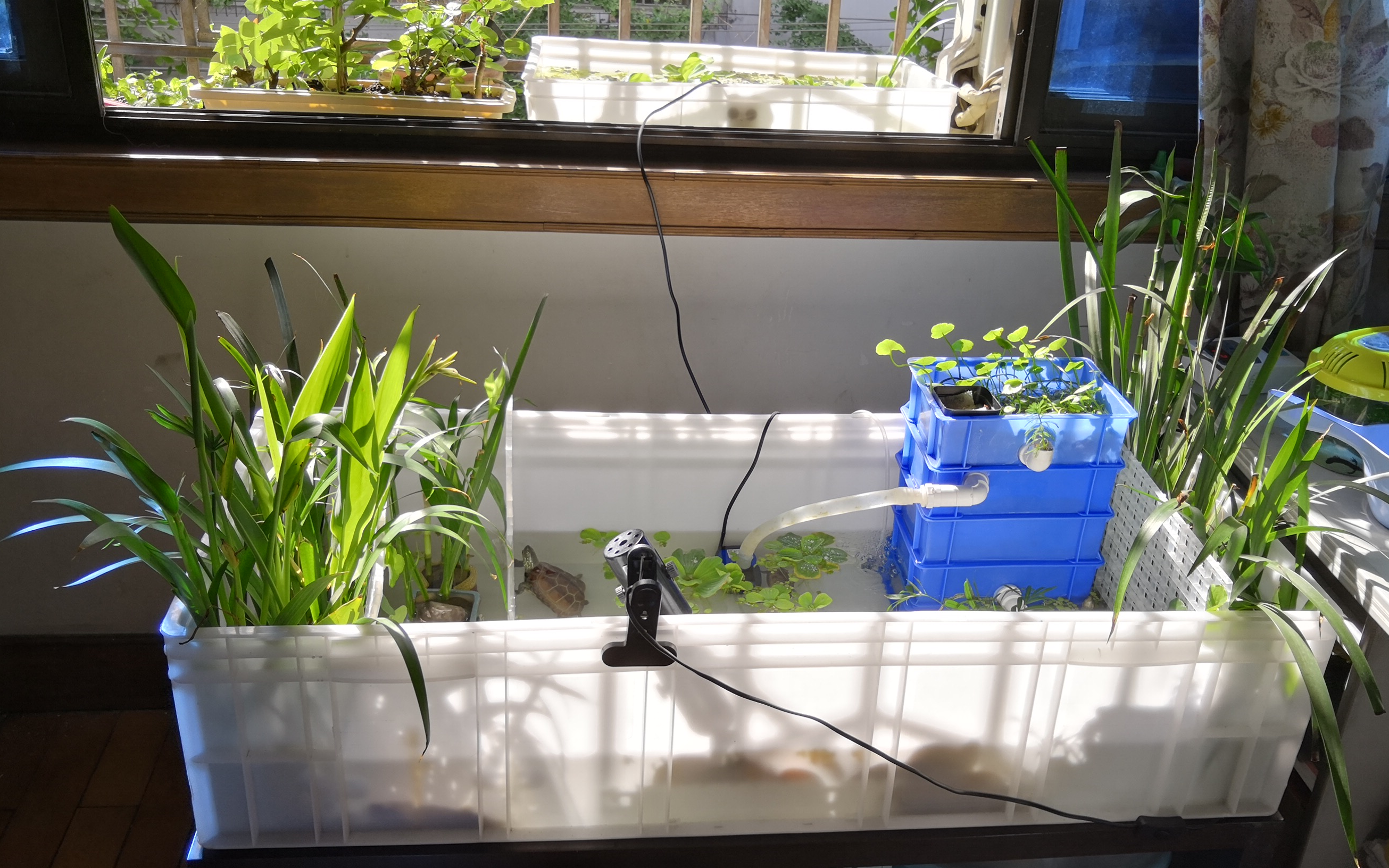 【龟缸养水】怎么养一缸适合龟的好水,我龟缸水的循环原理