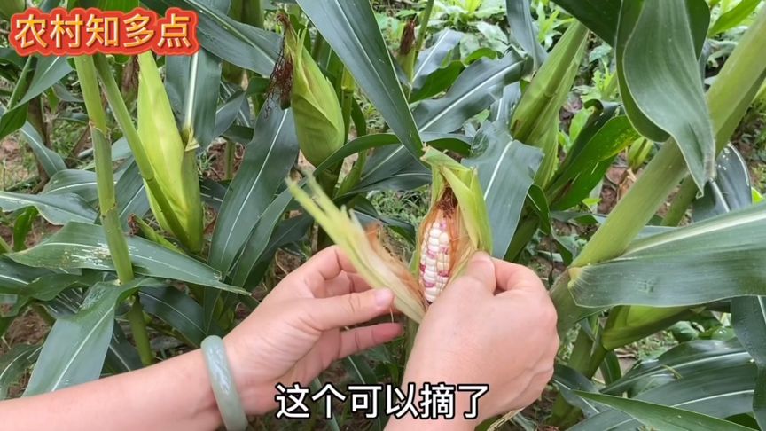 小英记录了玉米生长过程,看看玉米从播种到收获要多长时间