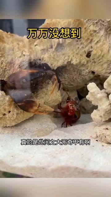 万万没想到,只能把钳给你了#搞笑配音 #快成长计划