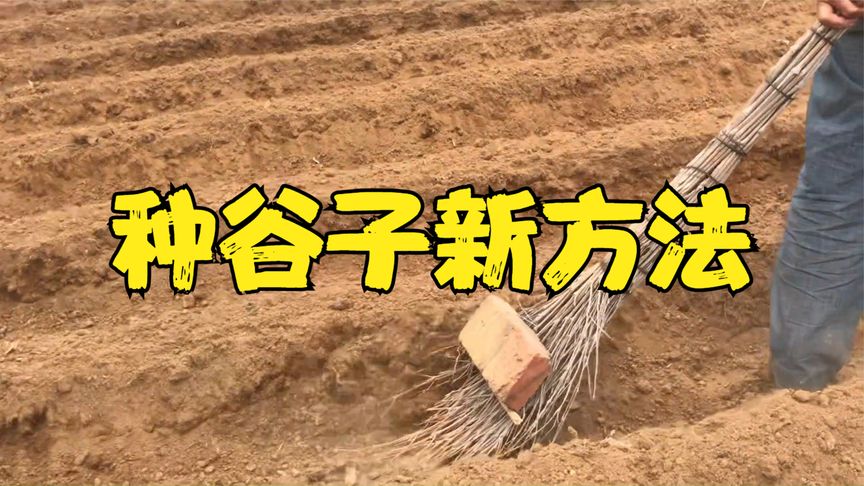 种谷子新方法撒完种底踩后用竹扫帚头子绑一块砖头配重拉着走坪土