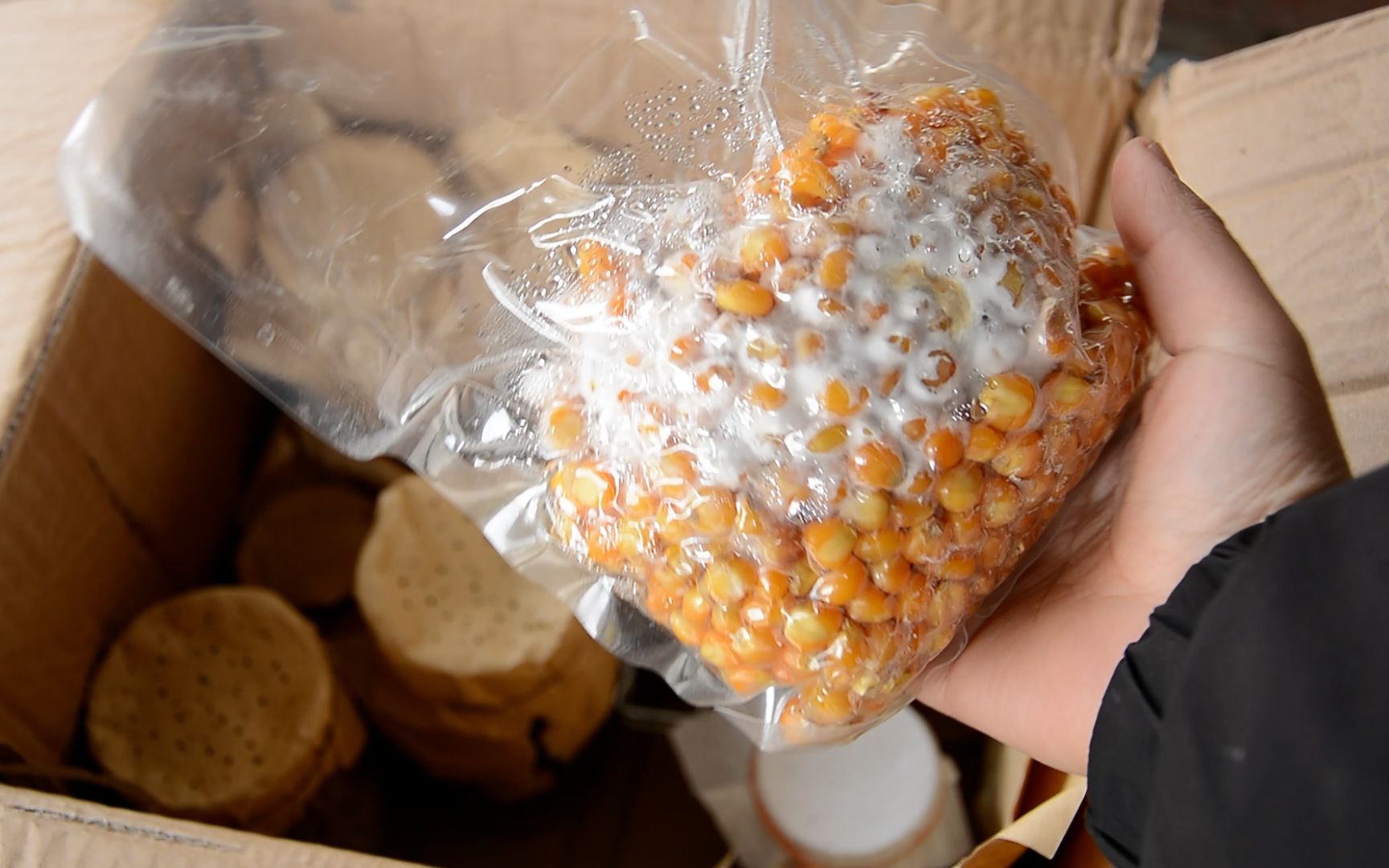 好玩的事儿,制作食用菌母种