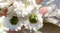 黄山贡菊 枸杞菊花茶的功效和作用_标清