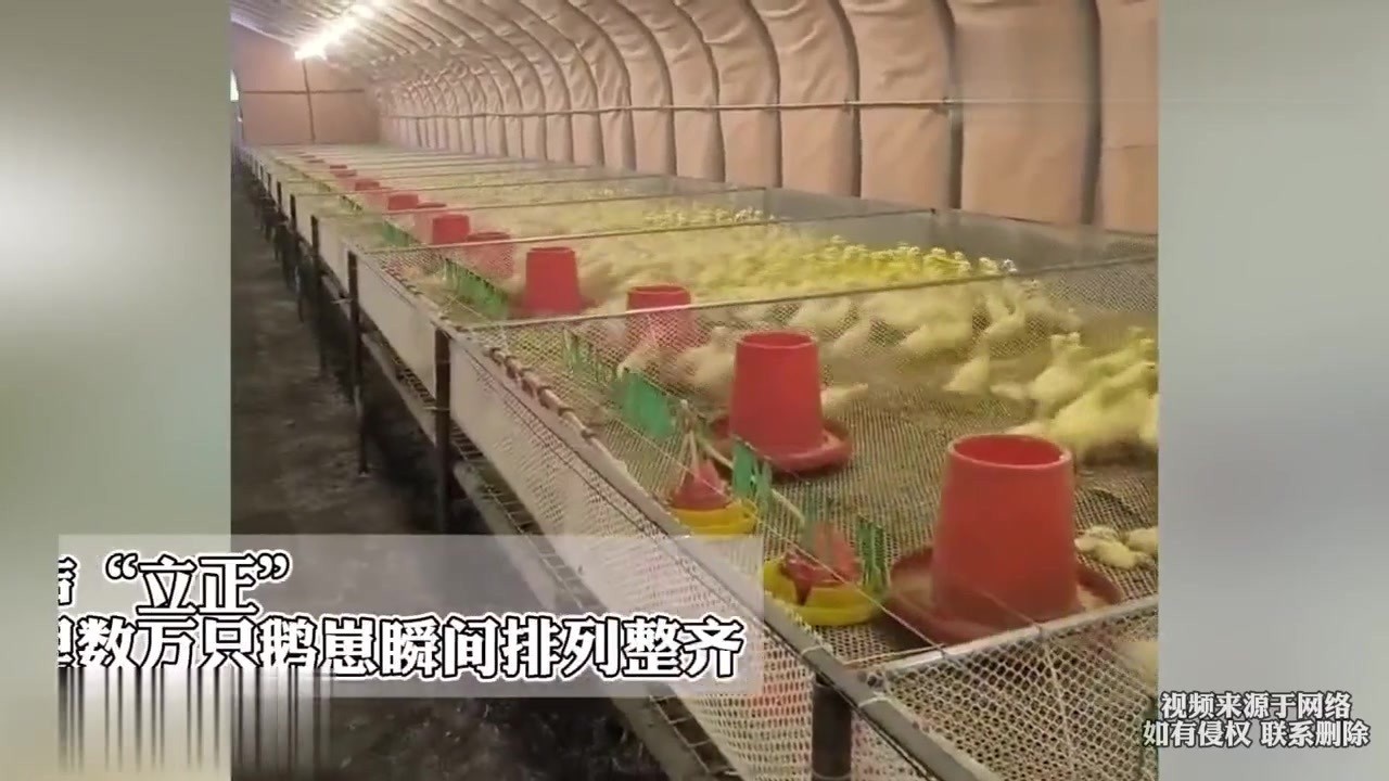 男子一声"立正"养殖场里数万只鹅崽瞬间排列整齐