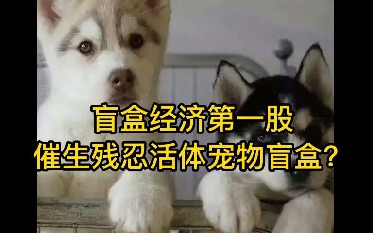 谁催生残忍的活体宠物盲盒?盲盒经济第一股泡泡玛特,股价已断崖式下跌