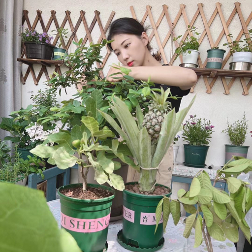 城市种菜小白 