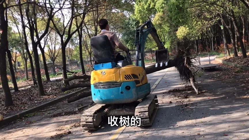 人工挖树费时费力、20公分的香樟树大约能卖多少钱?