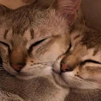森猫斯基-手工刀制作 