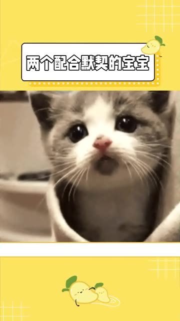 两个配合默契的宝宝