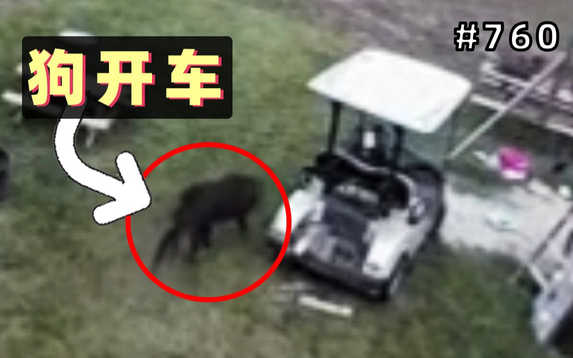 狗子偷偷开车,结果发生车祸!柯南来了也得查监控~【760期】