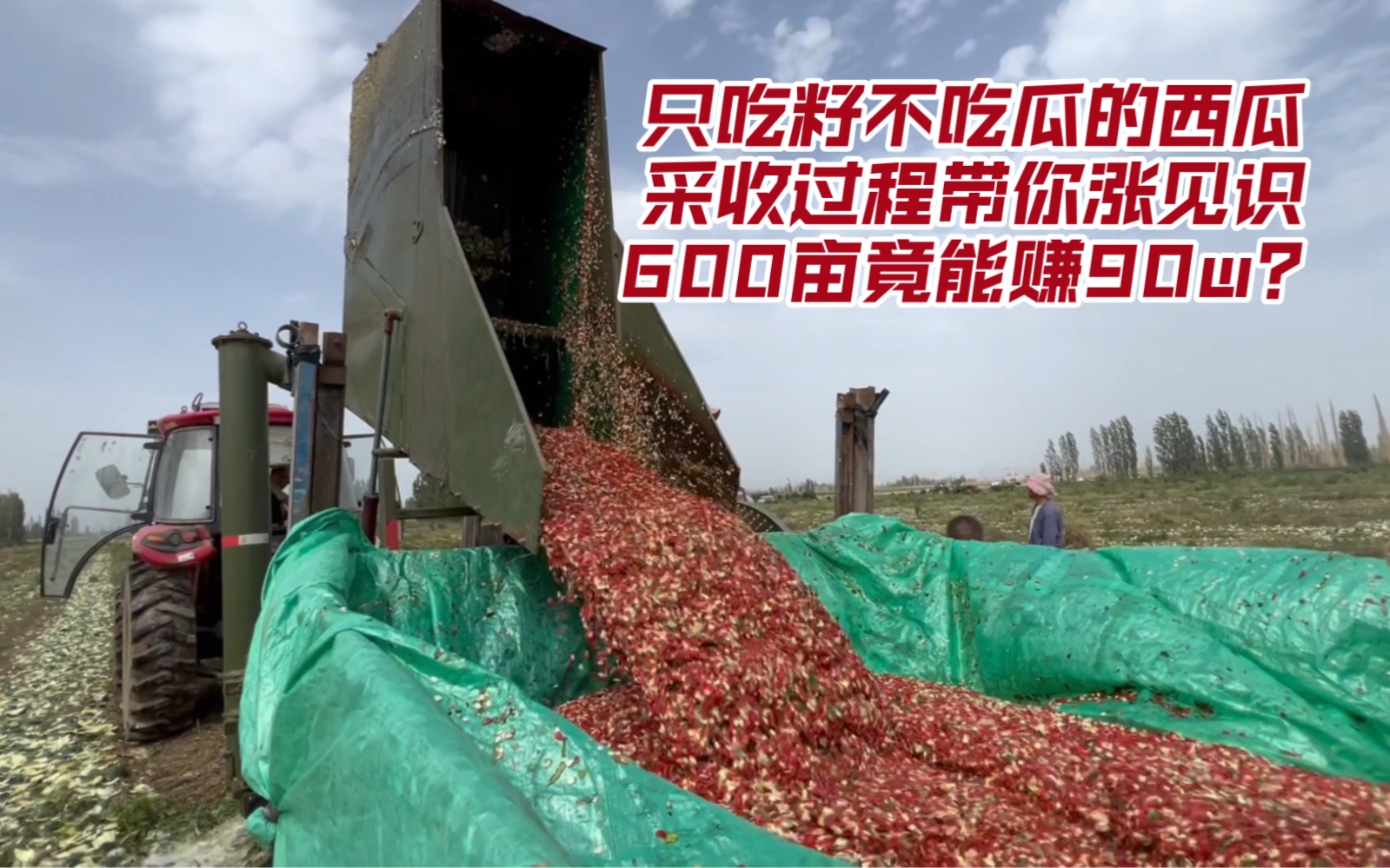 新疆只吃籽不吃瓜的西瓜,带你涨见识的采收过程!600亩红西瓜竟能赚...