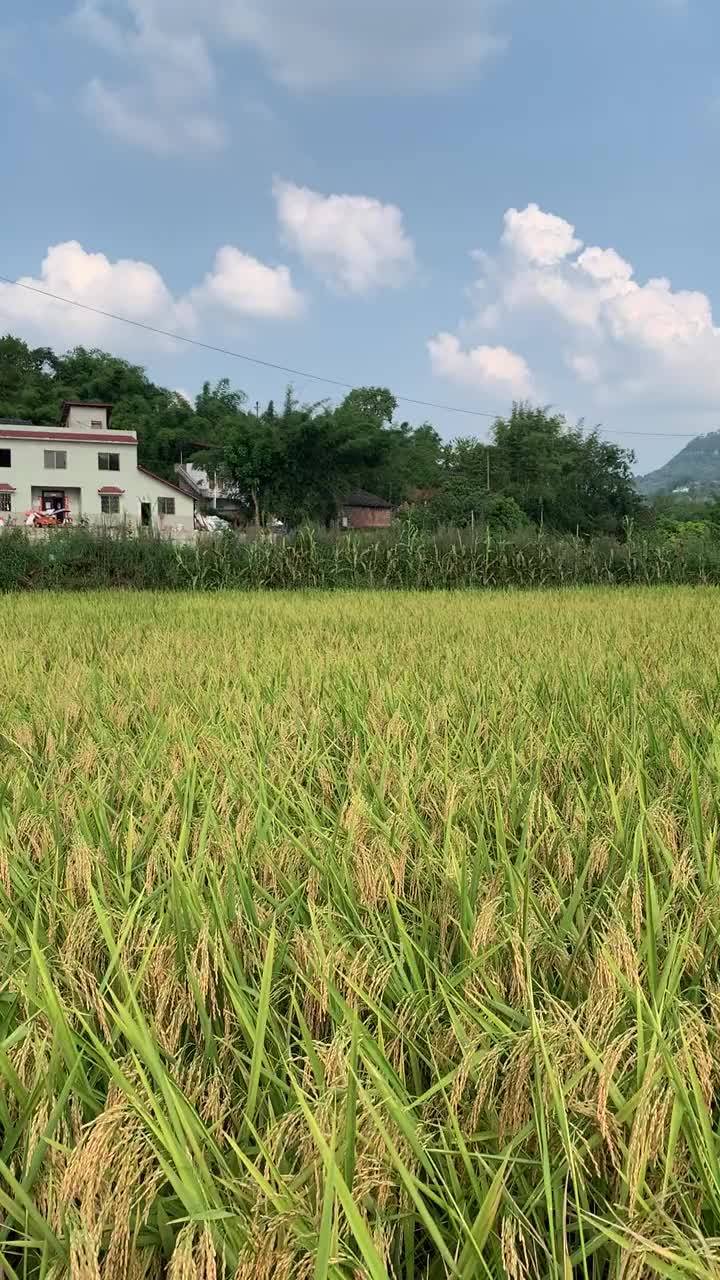 蓝天白云下,稻子一天天走向成熟,空气里弥散着稻香.
