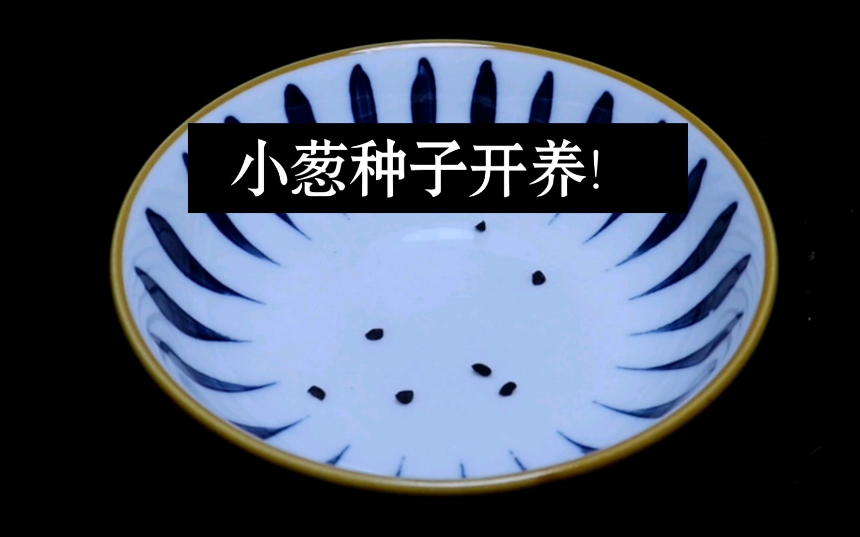 搞了点小葱种子,就开始水培育苗