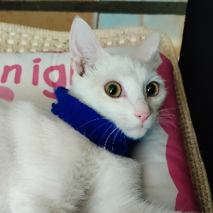 燕子坞思密达 