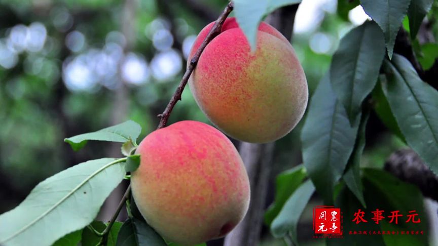 【农技】桃树种植小知识:桃园采摘后管理技术要点!