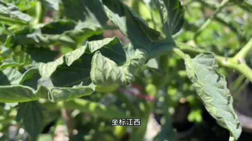 家庭种植西红柿进入快速挂果期,如何管理结得多又大,方法简单