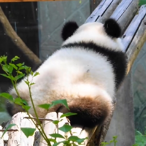 大头圆头不大 