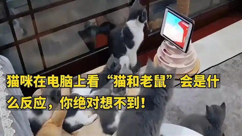 猫咪在电脑上看"猫和老鼠"会是什么反应,你绝对想不到!