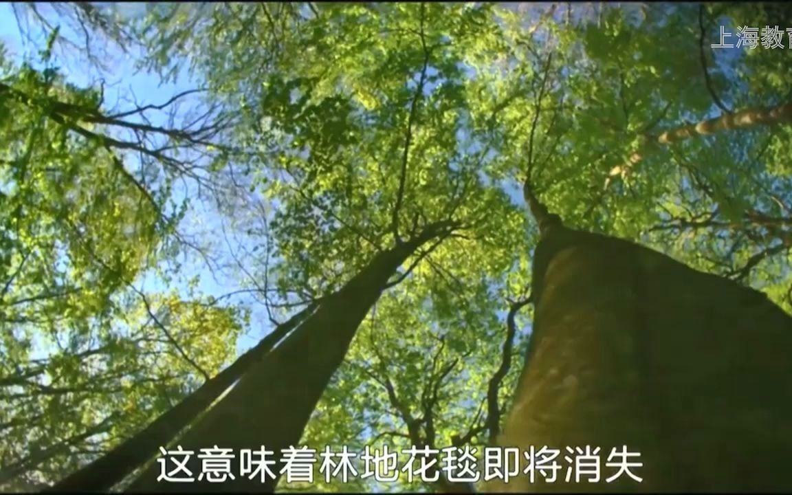 影响森林生态系统生物垂直分布的因素