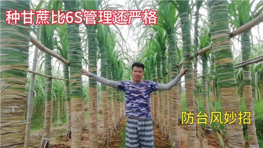广西甘蔗种植管理井井有条,比6s管理还严格,农民防台风有妙招