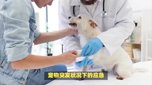 宠物急救流程详解:从判断到送医的关键步骤